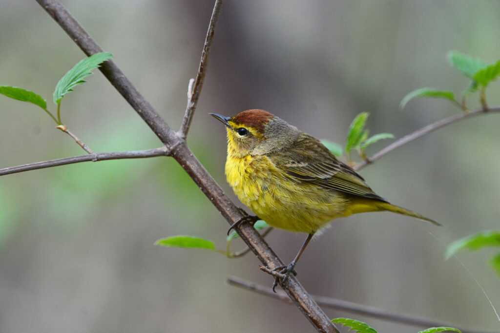 Wildlife photo galleries of Animals - Birds - Butterflies